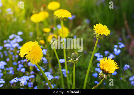 Mutant dandelion among flowers Stock Photo - Alamy