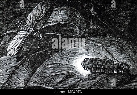 Engraving depicting glowworms. Glowworm is the common name for various ...
