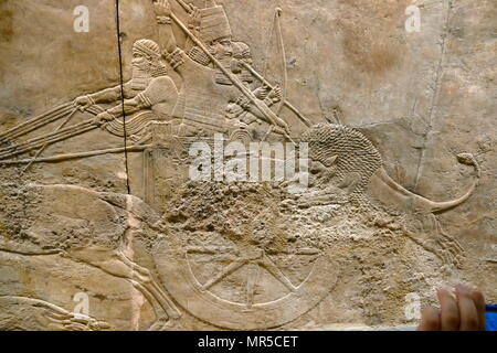 Assyrian wall relief depicting the royal lion hunt. Assyrian, about 645 ...