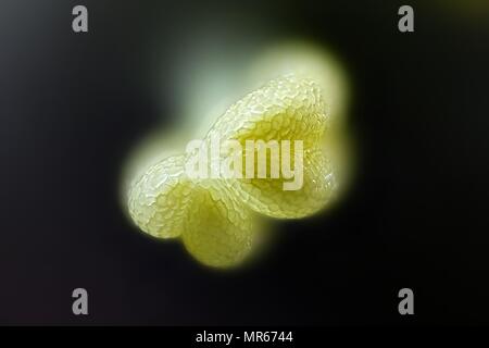 Stamen of a willow, Salix phylicifolia, a microscope image Stock Photo ...
