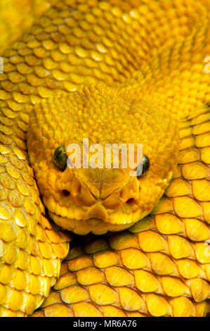 Mexican West Coast Rattlesnake (Crotalus basiliscus), mouth wide open ...