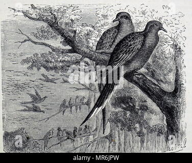 An engraving depicting a Passenger pigeon or wild pigeon is an extinct ...