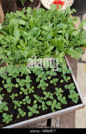 tasty, organic lettuce in my greenhouse Stock Photo - Alamy