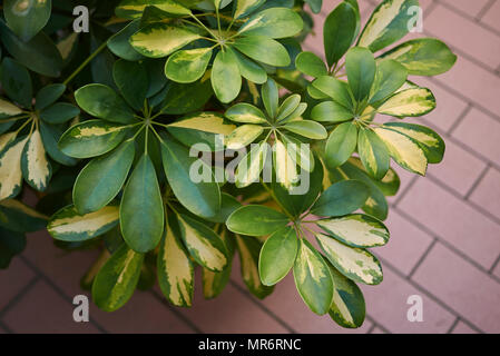 Dwarf schefflera or dwarf umbrella tree (Schefflera arboricola Trinette ...