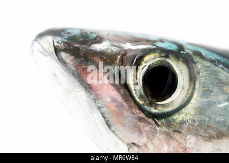 Close up of a mackerel head that was caught shore fishing from Chesil ...