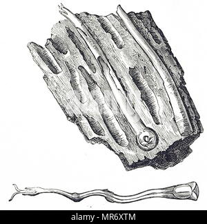 ship worm teredo navalis Stock Photo - Alamy