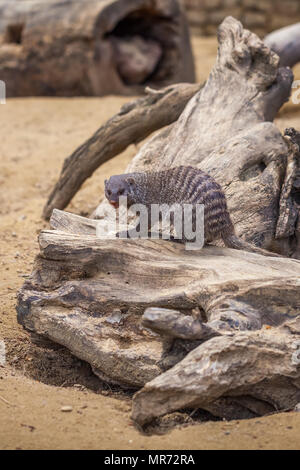 banded mongoose at the Tbilisi zoo, animal Stock Photo - Alamy