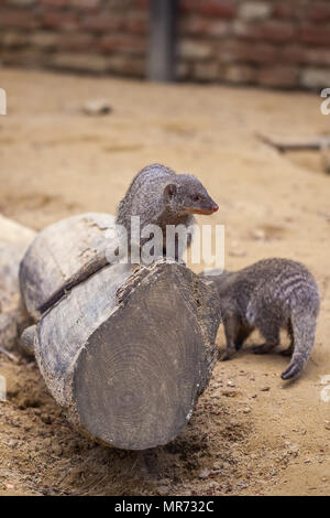 banded mongoose at the Tbilisi zoo, animal Stock Photo - Alamy
