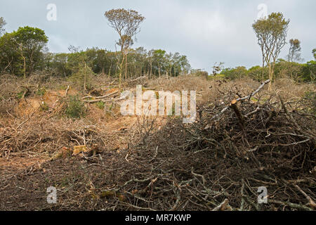 ancient woodland clearance, tree felling coppicing at unity woods ...