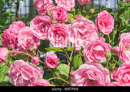 Bush wild delicate pink roses. plant background. Beautiful bush of pale ...