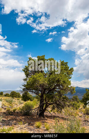 Pinon pine tree growing out of cliff, Grand Gulch Primitive Area, Utah ...