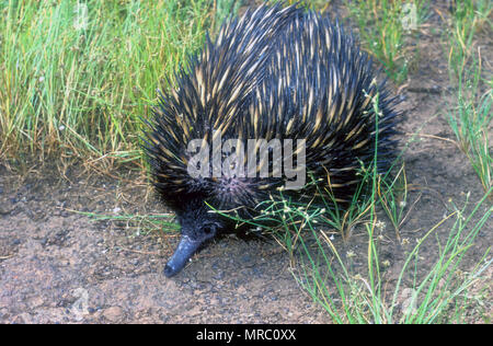 Australian echidna / spiny anteater, in the wild, walking across Stock ...