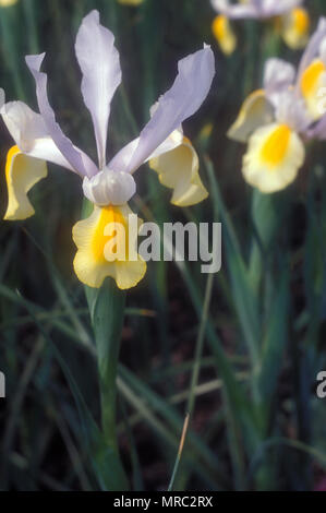 Yellow and white Dutch irises ( Iris × hollandica )blooming in a lush ...