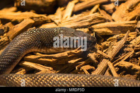 African house snake Boaedon (Lamprophis) fuliginosus, Lamprophiidae ...