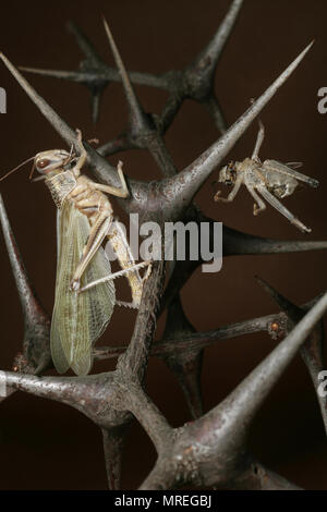 A captive desert locust, Schistcerca gregaria, shedding its skin that ...