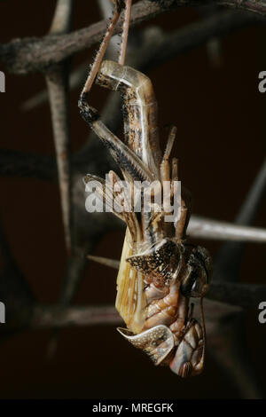 A captive desert locust, Schistcerca gregaria, that has just shed its ...