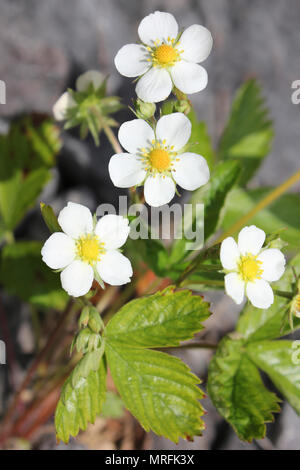 Wild strawberry (Fragaria vesca) flower showing petals, calyx and ...