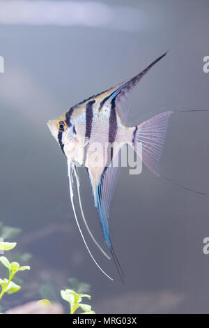 Angelfish or Pterophyllum scalare aquarium fish, front view Stock Photo ...