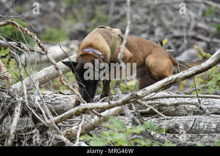 A cadaver dog searches a field for planted body parts from a North ...