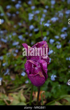 Tulip fire (Botrytis tulipae) disease damage and wilting of tulip ...