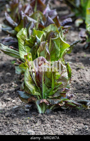 Chicory ‘Rossa di Treviso’. Radicchio 'Rossa di Treviso' growing in a ...