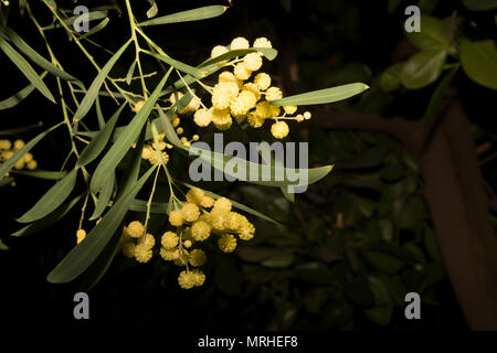 Summer-Scented Wattle (Acacia rostellifera Stock Photo - Alamy