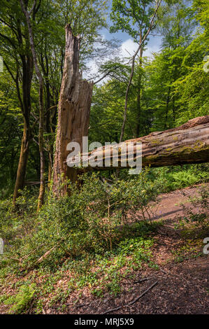 Fallen tree in the Wenallt Woods with evening sunset shining on it ...