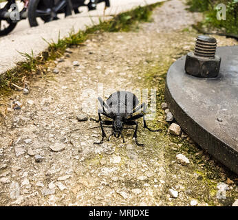 The largest european ground beetle, Carabus gigas = Procerus gigas ...