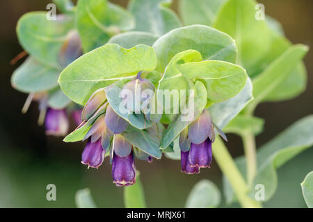 A honeywort 'Purpurascens' (Cerinthe major 'Purpurascens' Stock Photo ...
