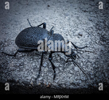 Carabus Gigas, Black beetle Stock Photo - Alamy