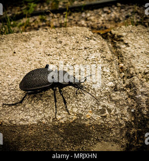 The largest european ground beetle, Carabus gigas = Procerus gigas ...