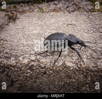 The largest european ground beetle, Carabus gigas = Procerus gigas ...