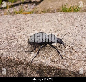 The largest european ground beetle, Carabus gigas = Procerus gigas ...