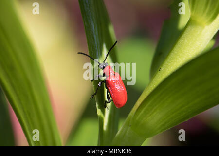 Epsom Surrey England UK. 27th May 2018. A red lily beetles on a lily ...