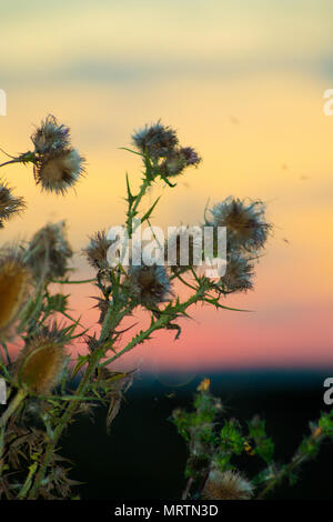Back lit plants on the Cliffe RSPB nature reserve just outside ...