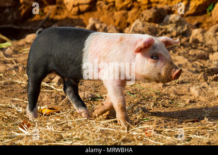 Spanish black pig Stock Photo - Alamy