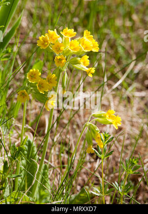 Primula veris, common cowslip, primrose, flowering in Pruhonice, Czech ...