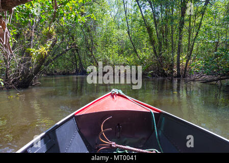 Canoe crossing a mangrove canal under a tunnel of trees Stock Photo - Alamy