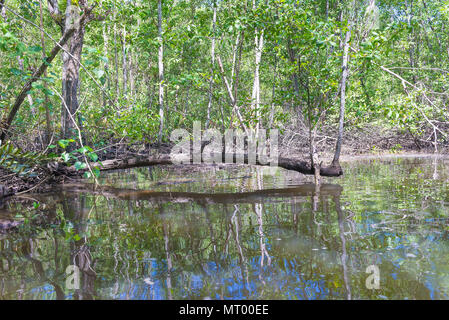 Fallen tree trunk inside mangroves in nature with forest behind Stock ...