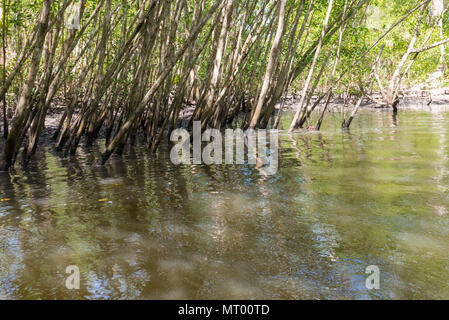 Fallen tree trunk inside mangroves in nature with forest behind Stock ...
