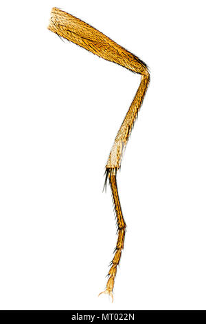 Housefly leg with bristles and claws under the light microscope ...