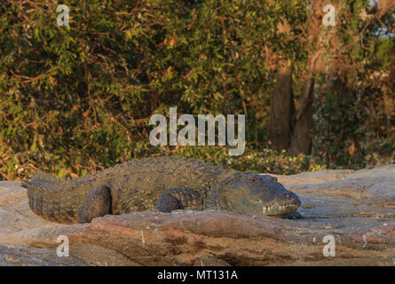 Mugger Crocodile at Ranganathittu Bird Sanctuary (Karnataka, India ...