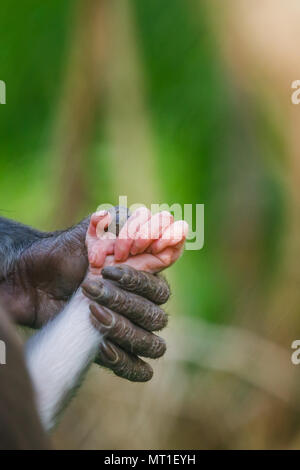 Baby mangabey monkey at London Zoo Stock Photo - Alamy