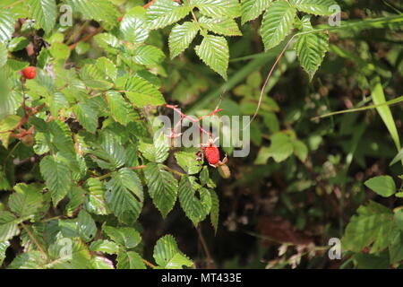Tinglayan and Pinukpuk Kalinga, Philippines Stock Photo - Alamy