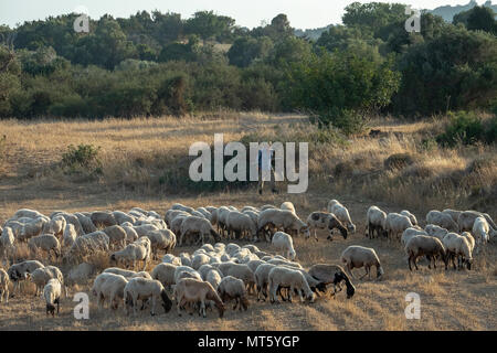 A shepherd with his flock of Chios (Sakiz) sheep near Rizokarpaza ...