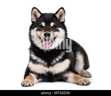 Shiba inu puppy is lying on the grass on sunny summer day Stock Photo ...