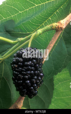black mulberry (Morus nigra Stock Photo - Alamy