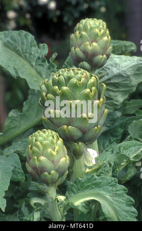 Artichokes growing in a vegetable garden in North Norfolk, East Anglia ...
