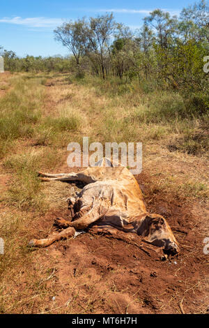 Dead cow roadkill on the side of the road (Extraterrestrial Highway ...