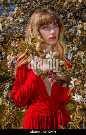 Flowers of a beautiful blooming red and white rose isolated on a red background Stock Photo - Alamy